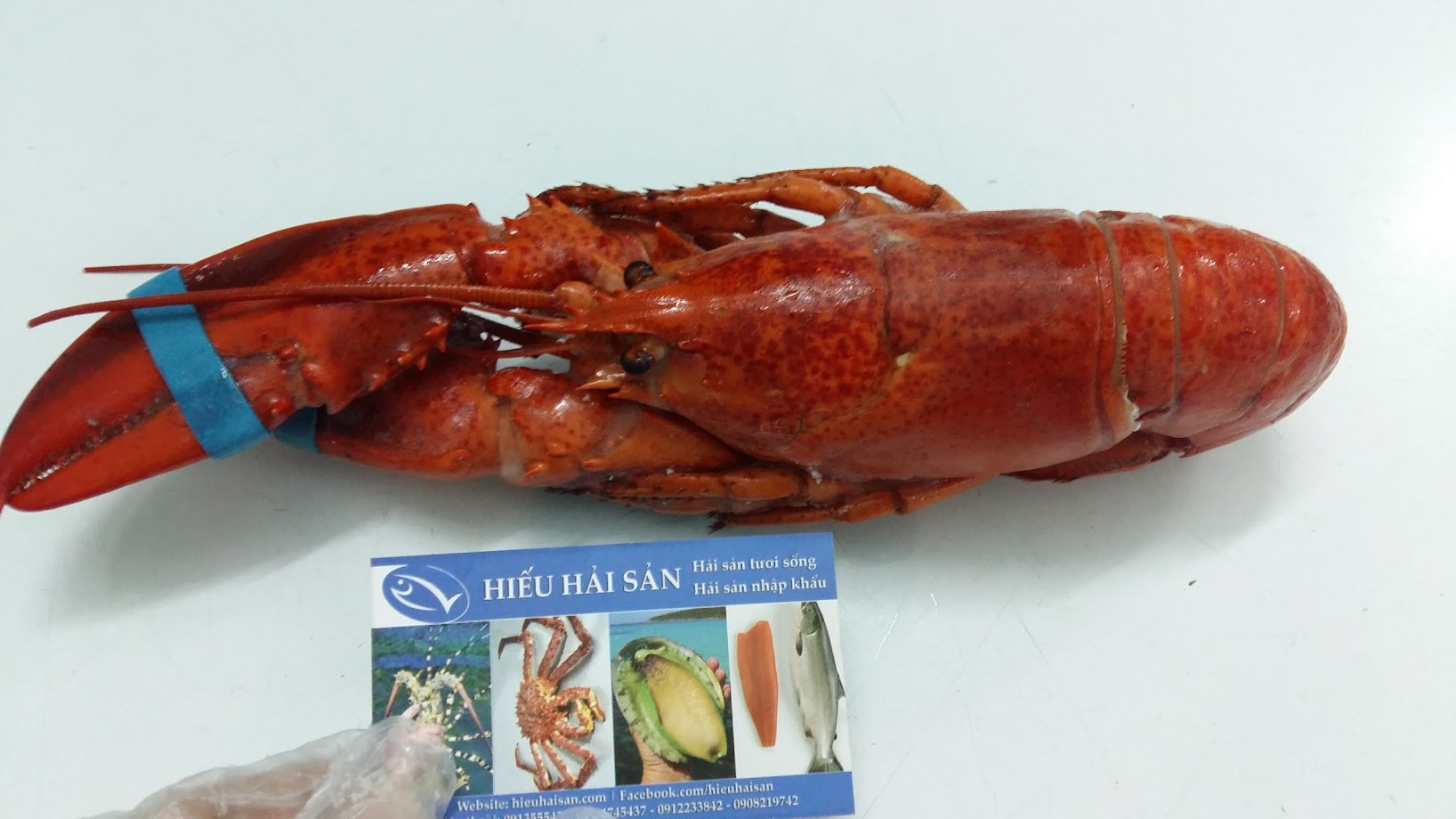 Tôm hùm Alaska - Tôm hùm Canada giao sống tận nơi - Giá bán tốt nhất